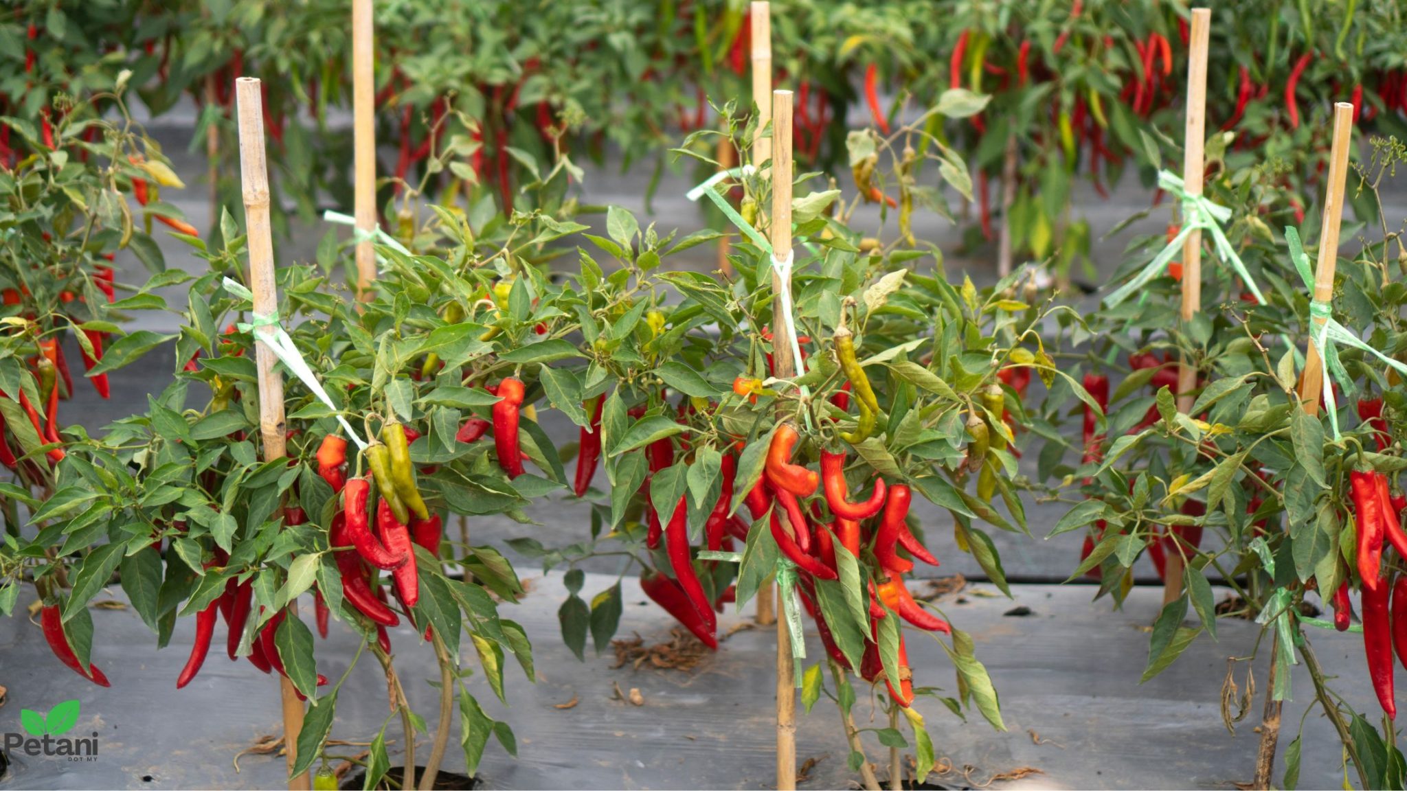 Panduan Menanam Cili Lengkap: Dari Pemilihan Benih Hingga Tuaian ...