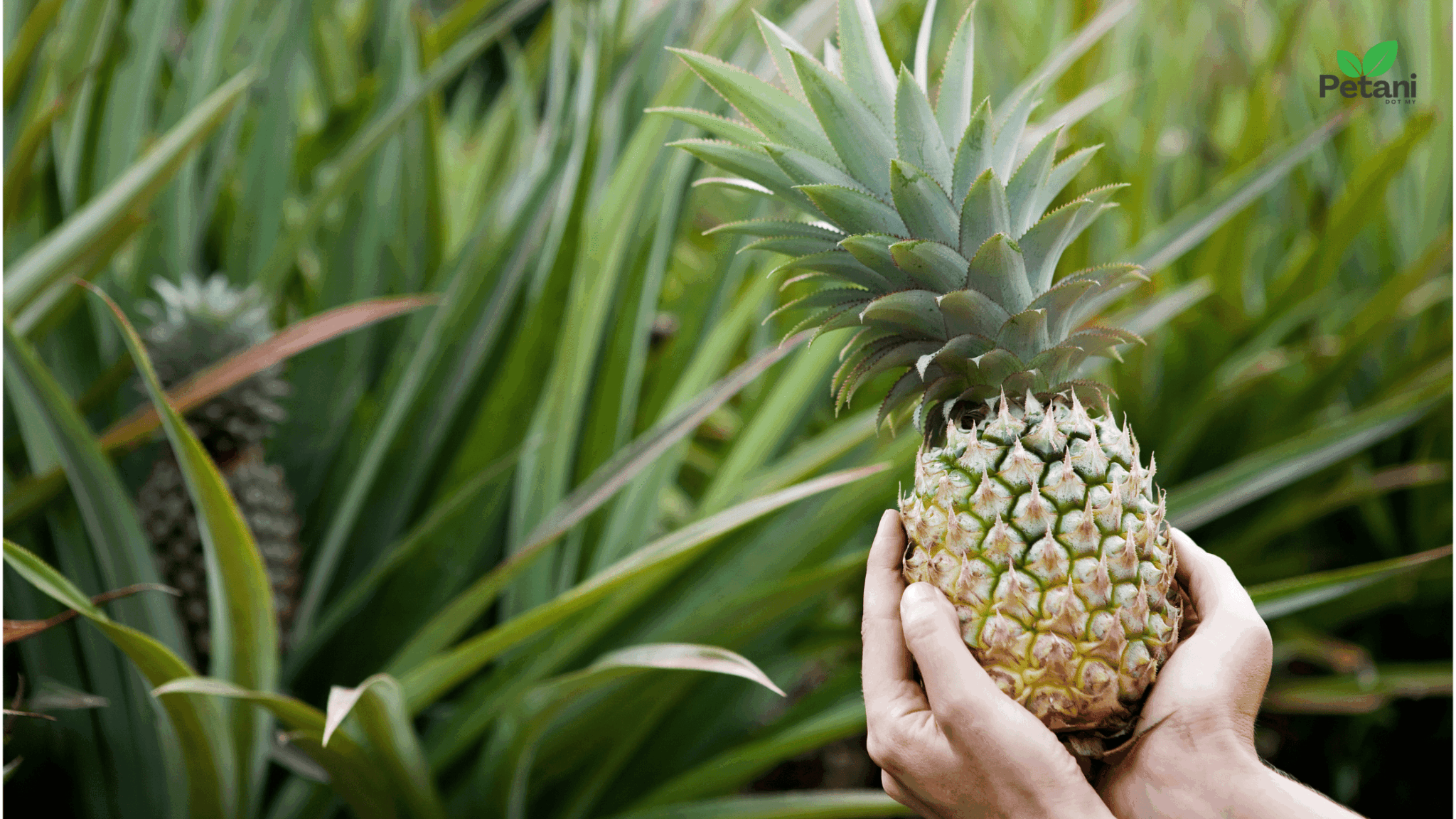 7 Langkah Mudah Cara Tanam Nanas MD2 di Rumah untuk Hasil Buah Manis & Berair - Petani Dot My